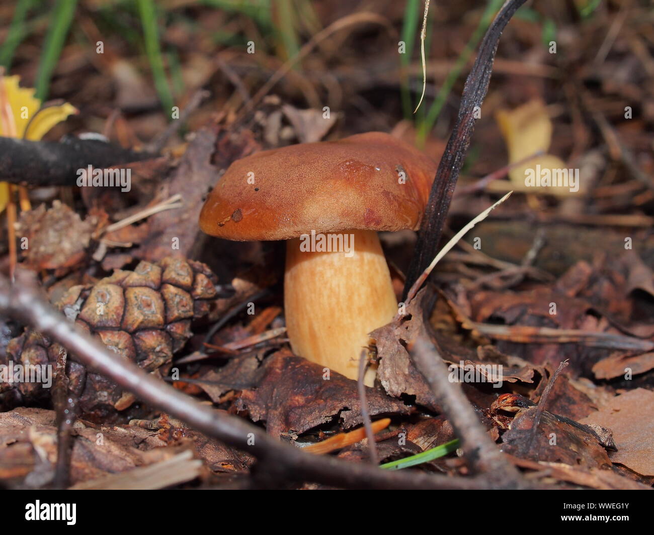 Boletus mushroom grows in the forest. Wildlife. Edible mushroom. Close ...