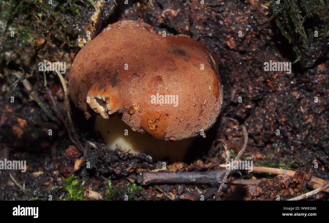 Boletus mushroom grows in the forest. Wildlife. Edible mushroom. Close ...