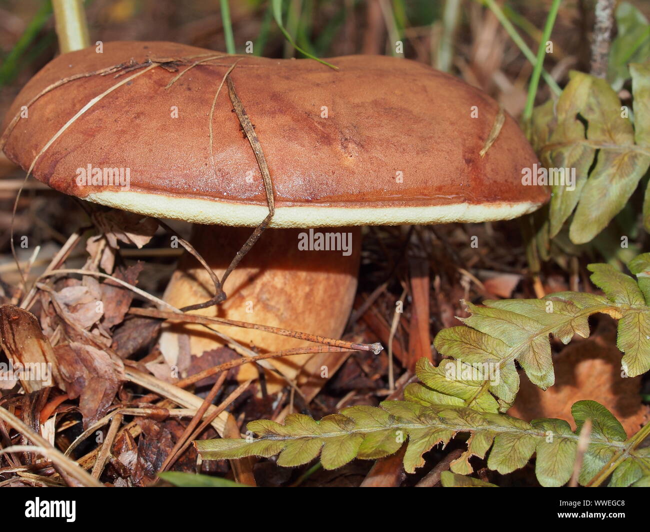 Boletus mushroom grows in the forest. Wildlife. Edible mushroom. Close ...