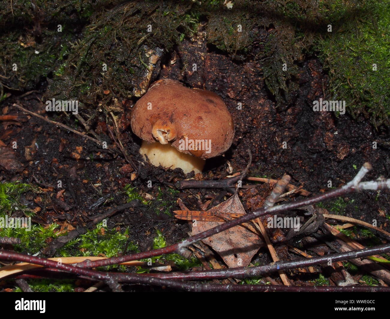 Boletus mushroom grows in the forest. Wildlife. Edible mushroom. Close ...