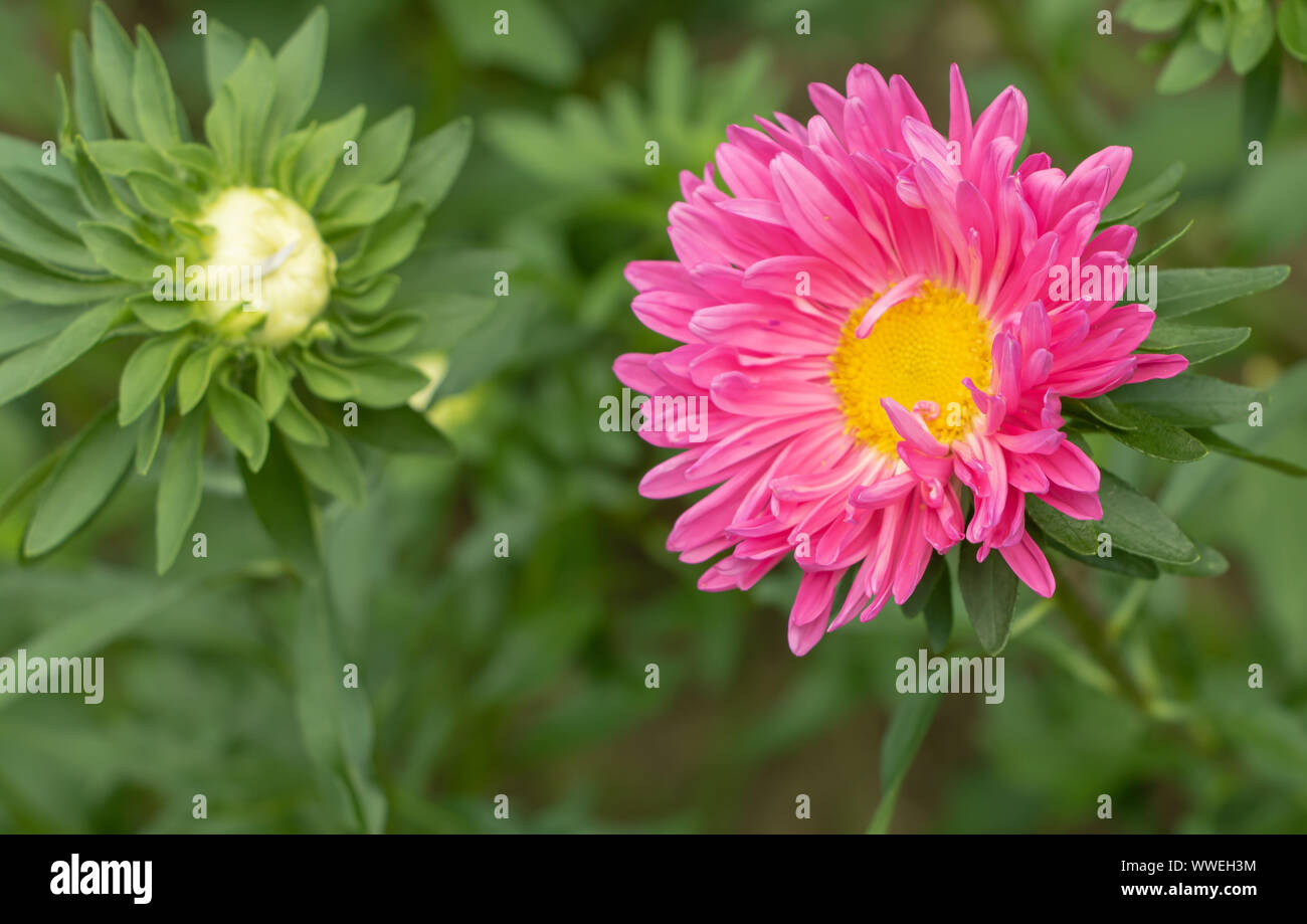 Callistephus Chinensis High Resolution Stock Photography and Images - Alamy