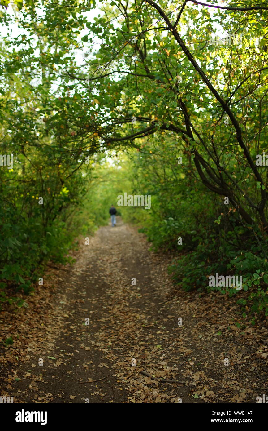 autumn forest with road, a man walking away Stock Photo - Alamy