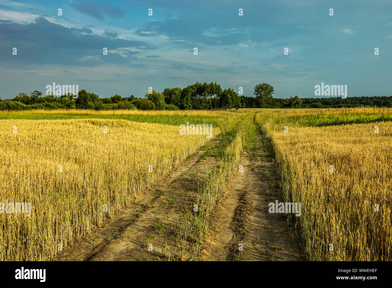 Road through grain, forest and clouds in the sky Stock Photo - Alamy