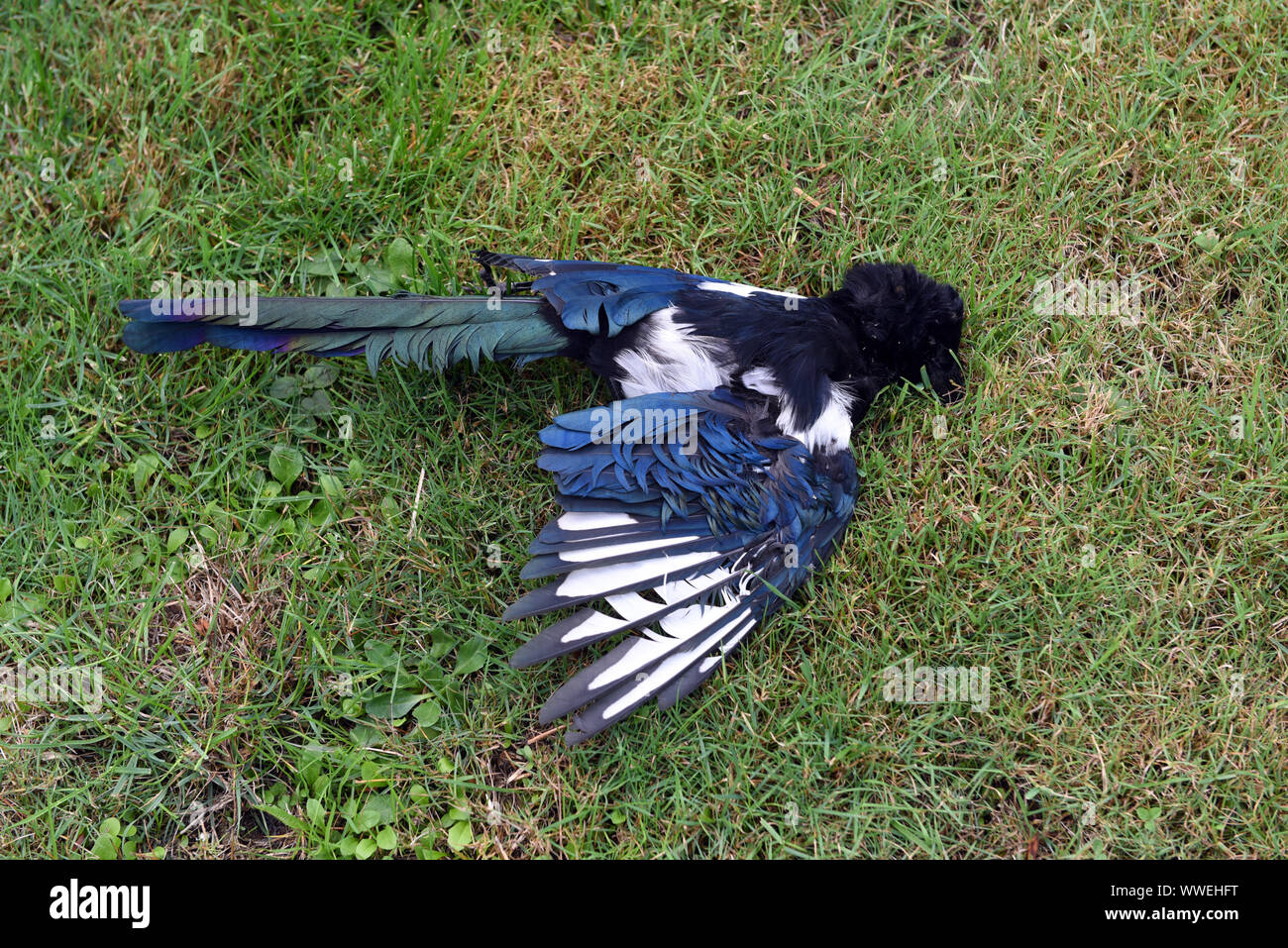 Dead magpie hi-res stock photography and images - Alamy