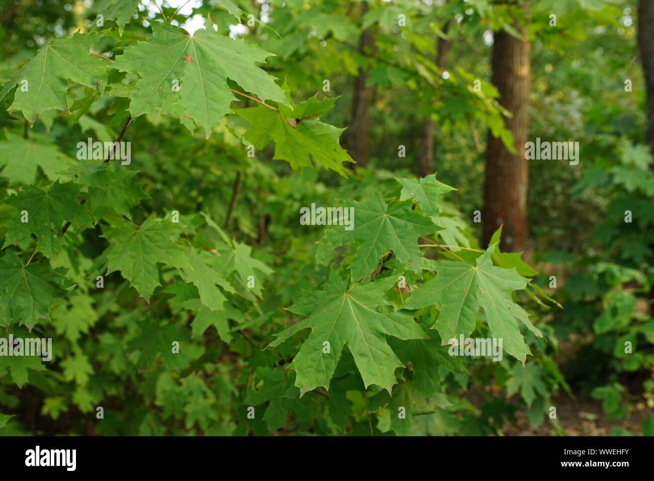 Many green maple leaves hi-res stock photography and images - Alamy