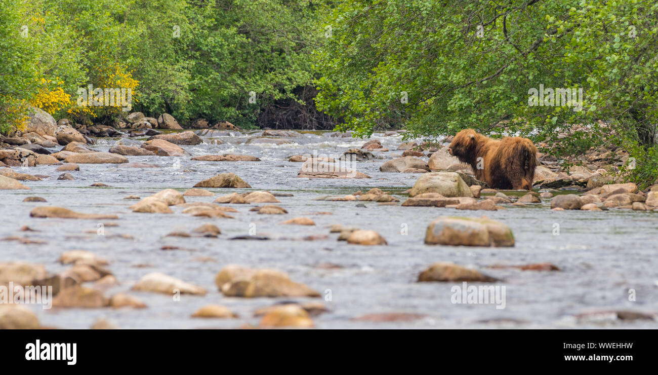 Highland cow river hi-res stock photography and images - Alamy