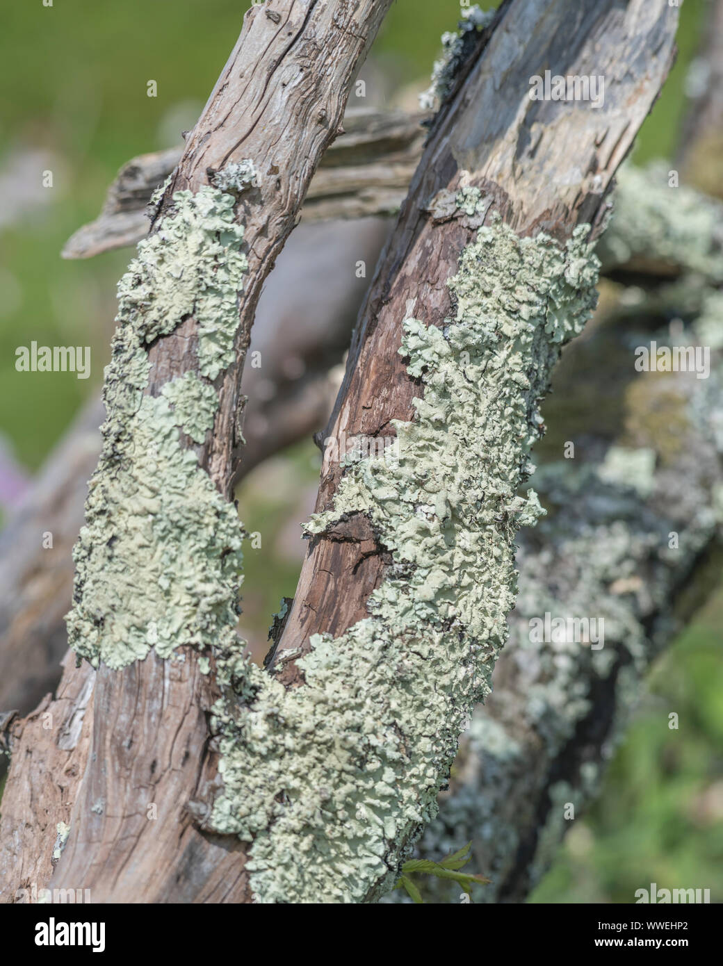 Lichen Tree Trunk High Resolution Stock Photography and Images - Alamy