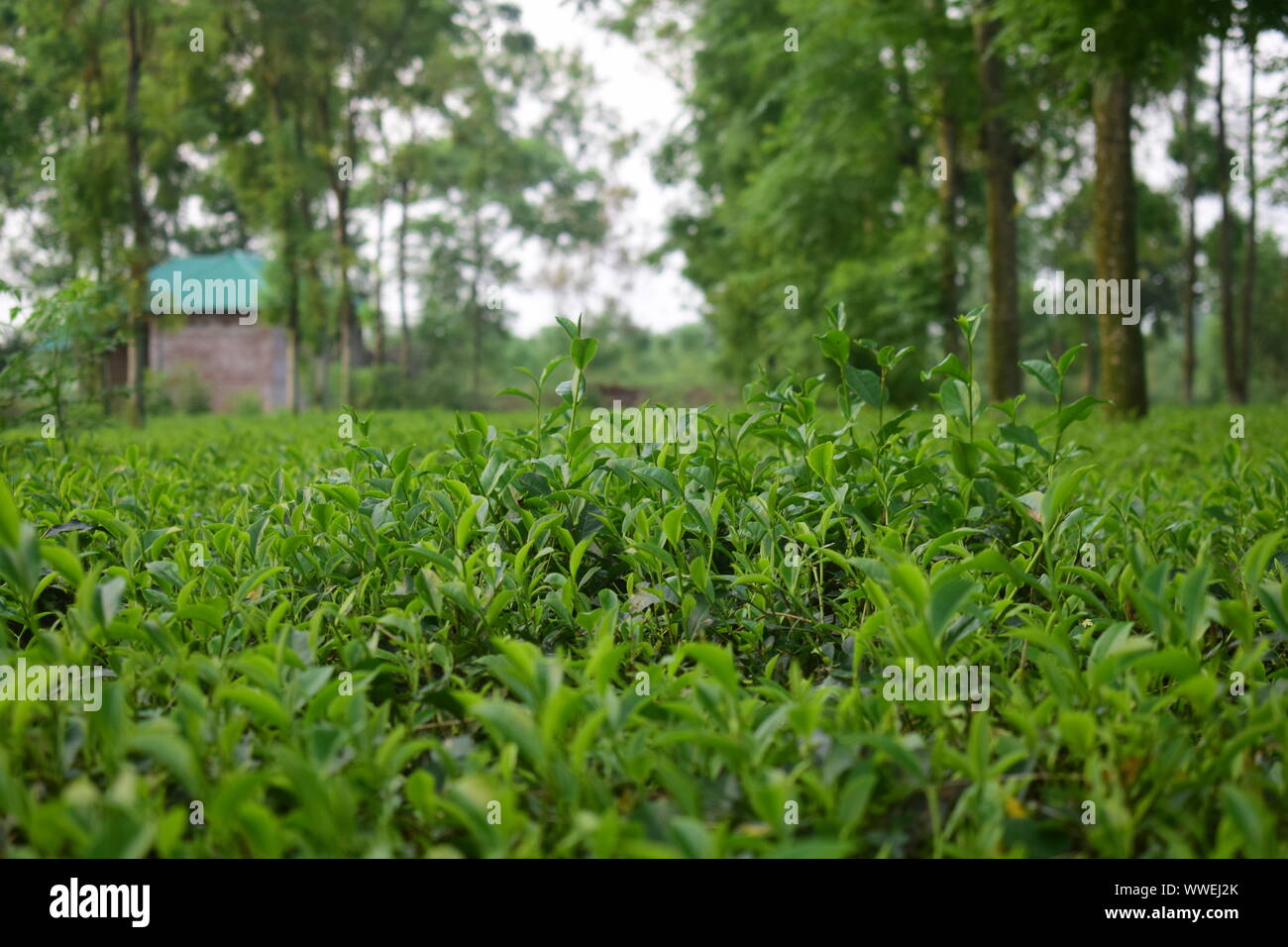 path in tea garden Stock Photo - Alamy