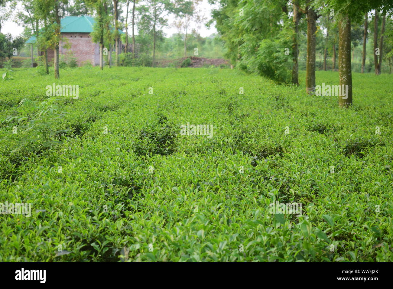 Path in tea garden hi-res stock photography and images - Alamy
