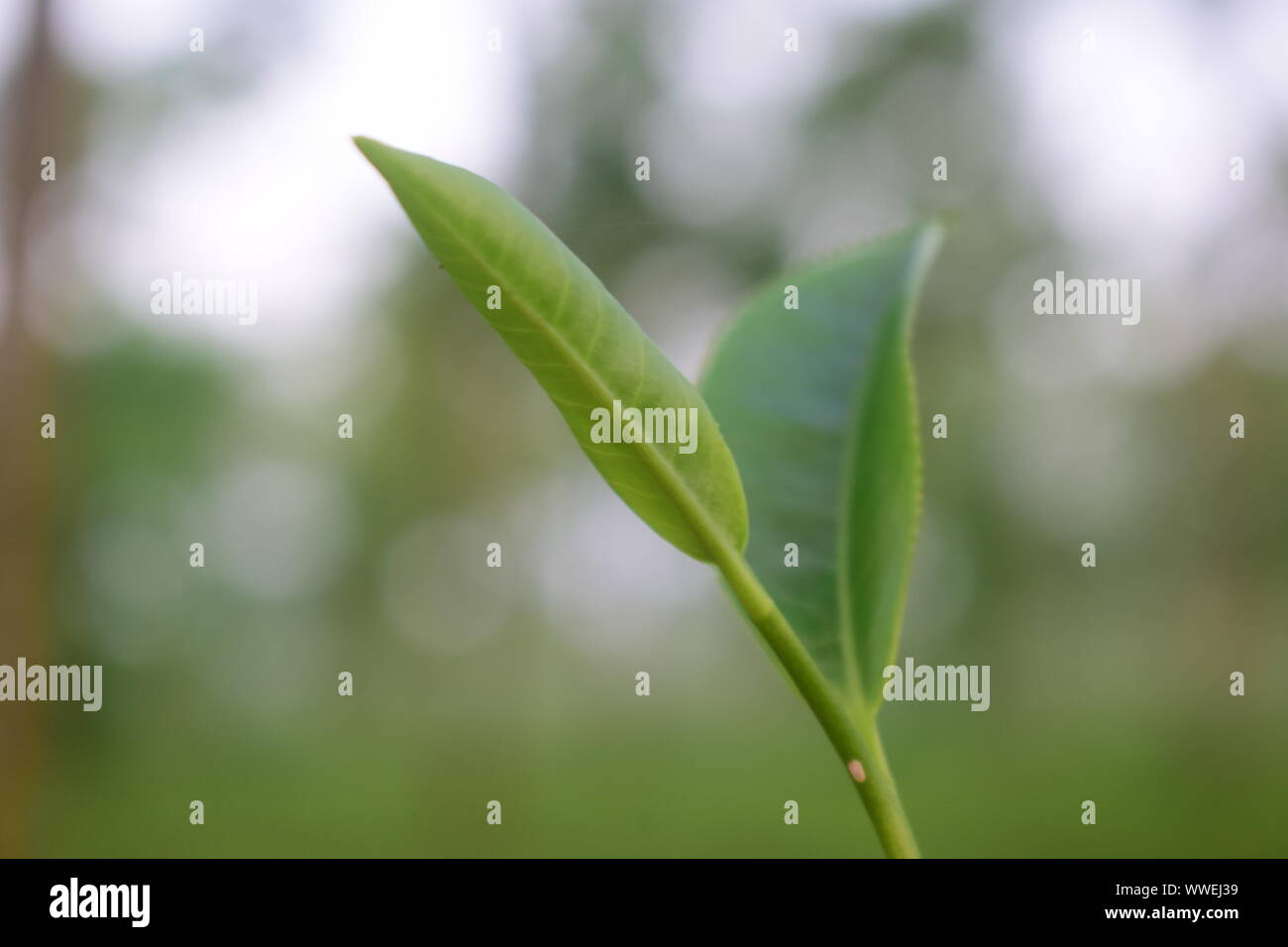 tea leaf bud ready to pickup Stock Photo - Alamy