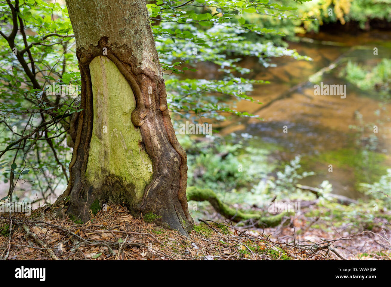 Damaged bark of a beech tree. Damage caused by beavers in the forest ...