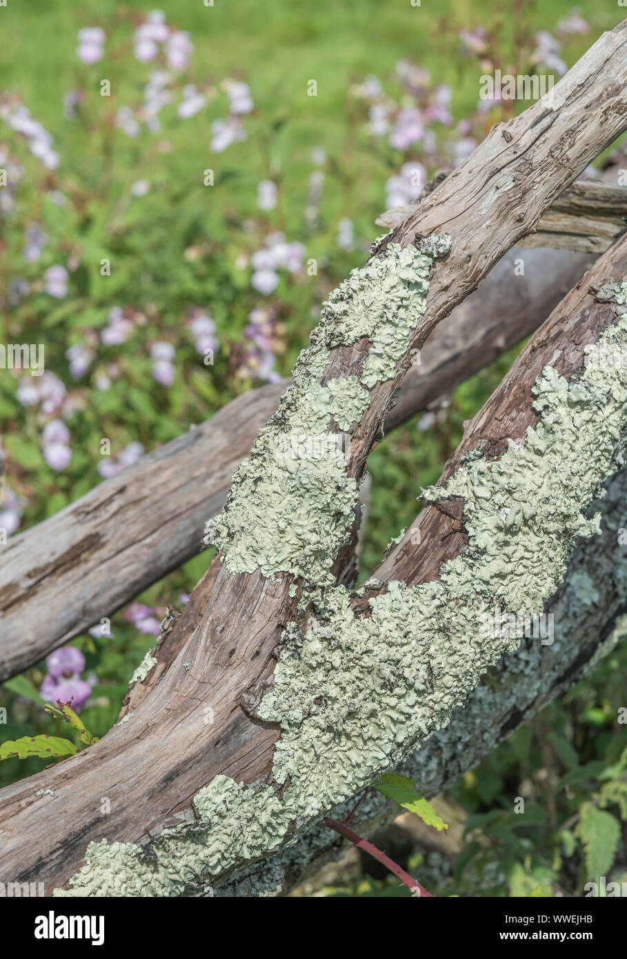 Foliose lichen green hi-res stock photography and images - Alamy