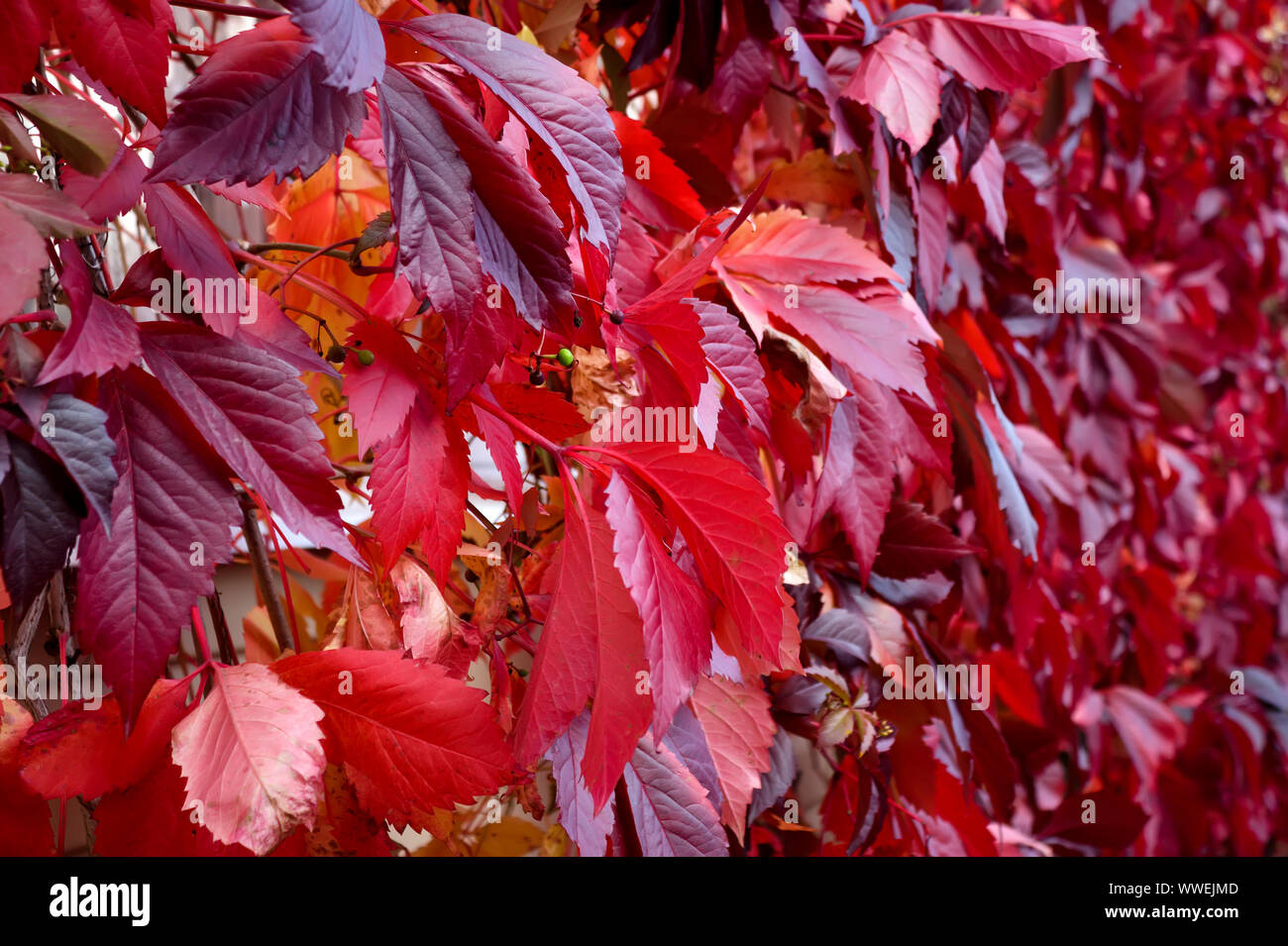 Natural background shapes and textures of red virginia creeper leaves ...