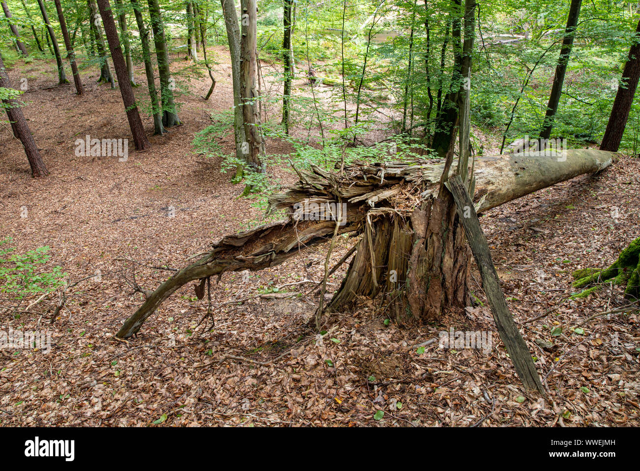 A large broken tree in the forest. A nature reserve in Central Europe ...