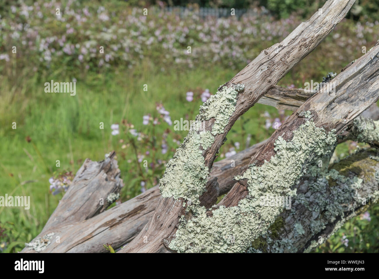 Pale green foliose lichen thallus covering fallen tree trunk lying on ...
