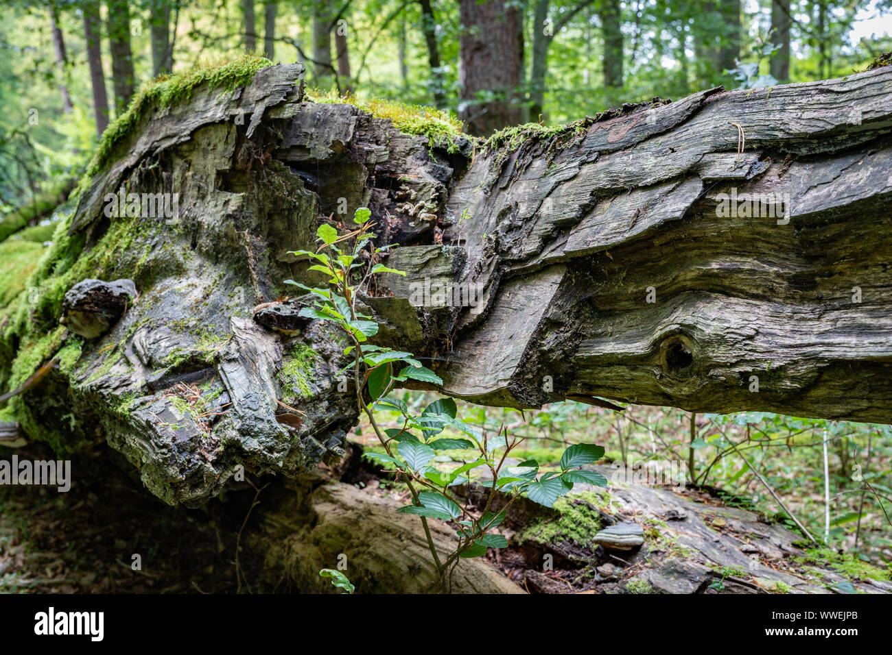 Old tree in deciduous forest. The trunk of a deciduous tree in Central ...