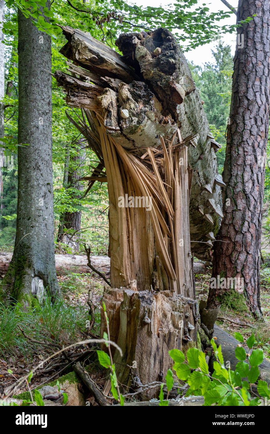 A large broken tree in the forest. A nature reserve in Central Europe ...