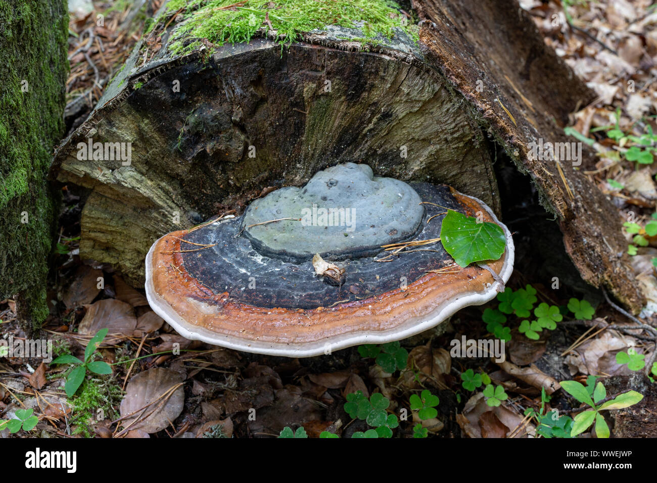 Bracket fungus growing on an old wood stump. Parasites feeding on wood ...