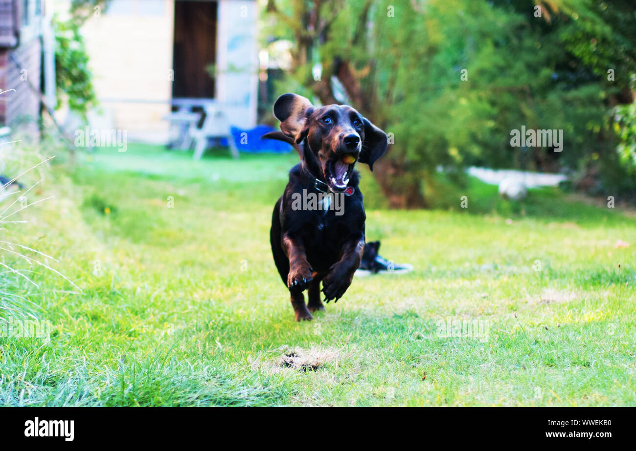 Surprised dog hi-res stock photography and images - Alamy