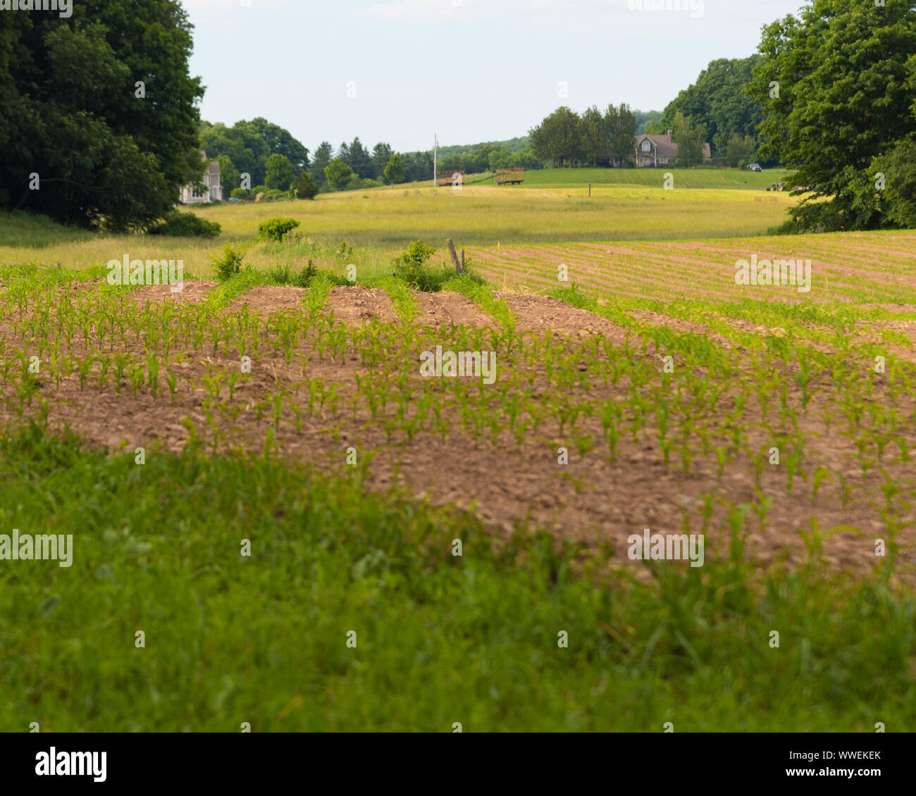 Early growing corn in runs on traditional farm in New England, USA ...