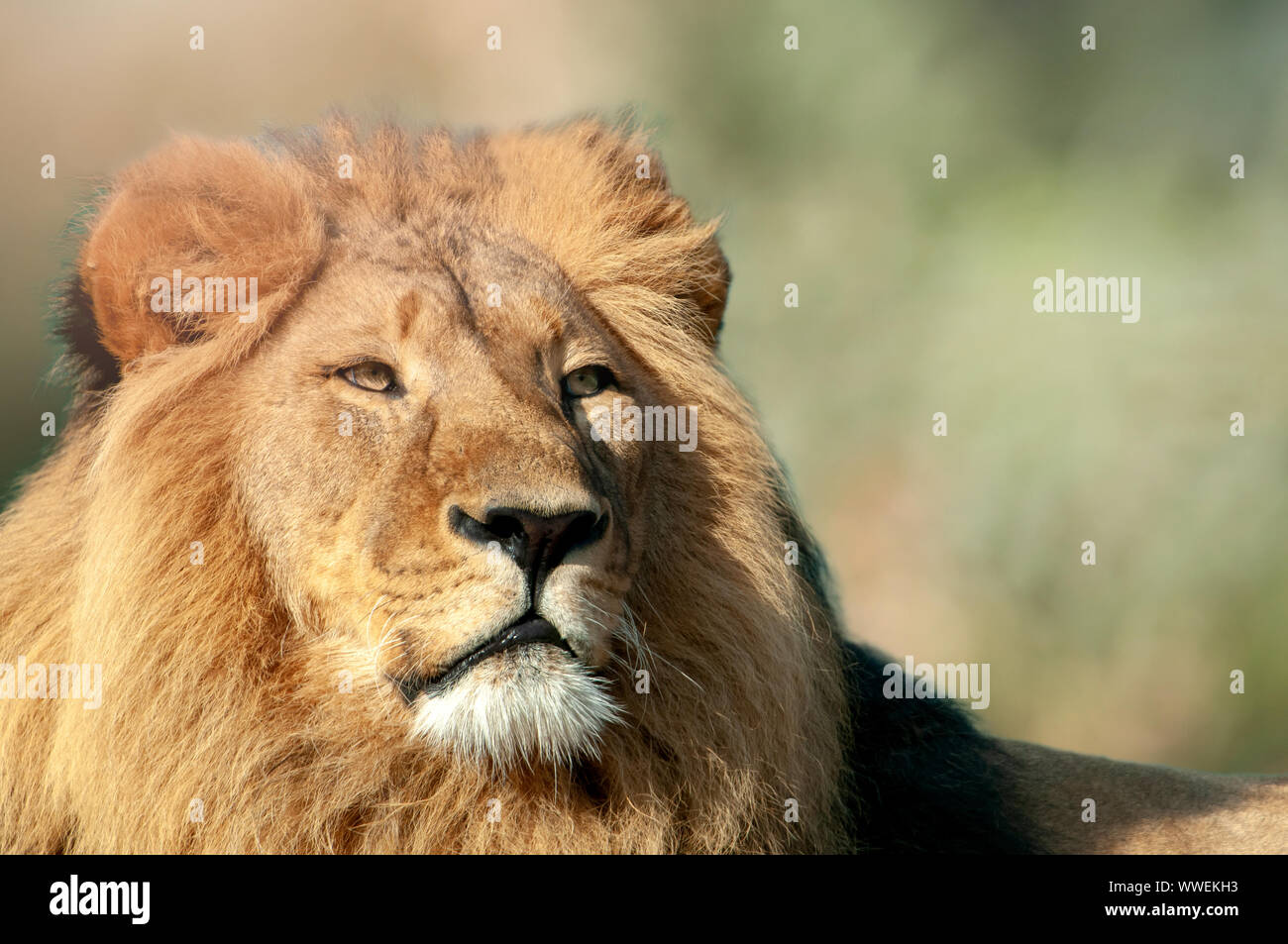 Portrait of proud lion in South Africa Stock Photo - Alamy