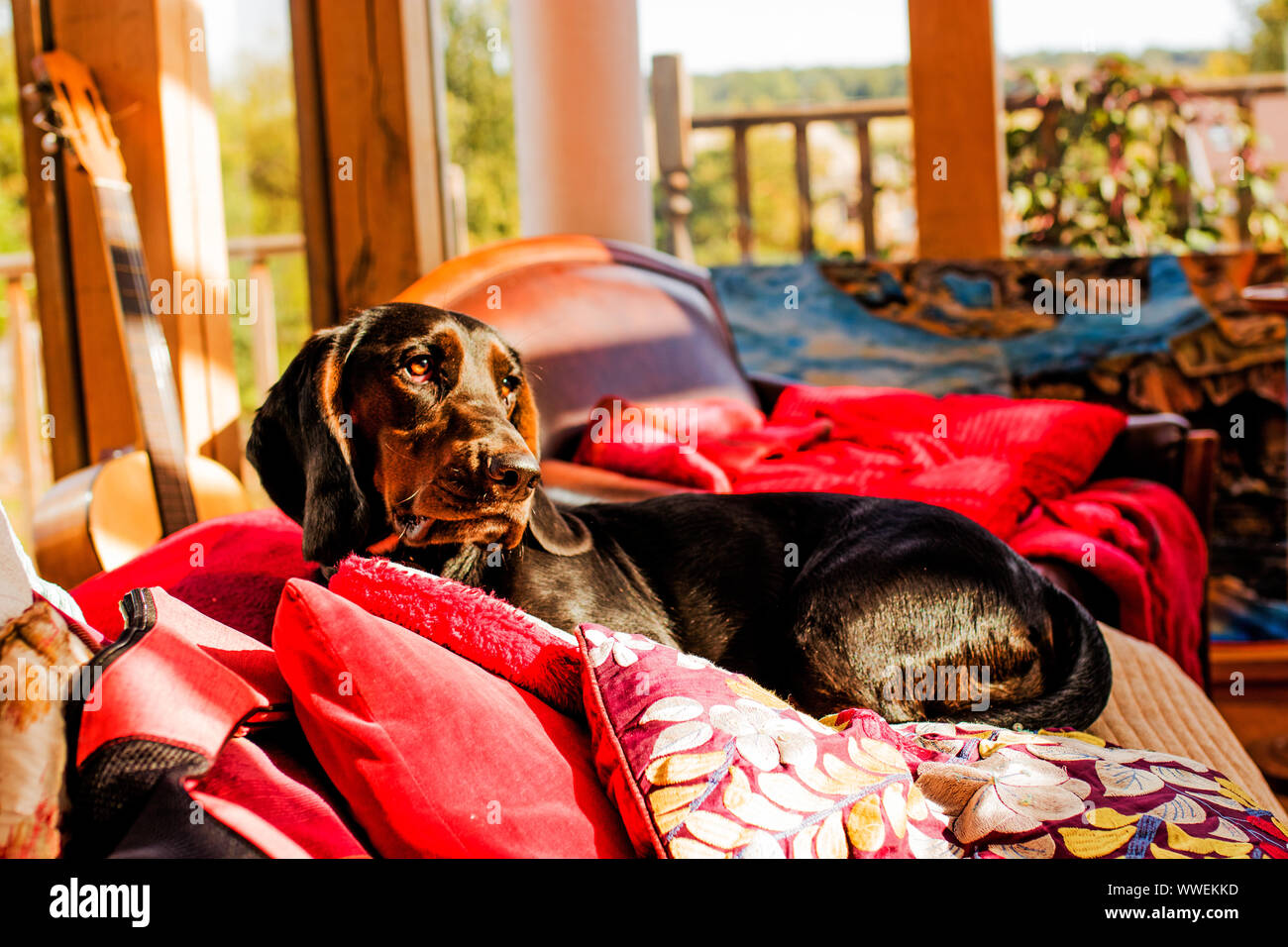 Lazy dog in the sunshine Stock Photo - Alamy