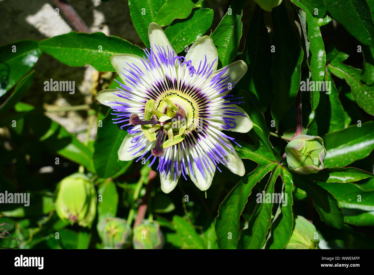 Purple and white flower of the passiflora caerulea vine Stock Photo - Alamy