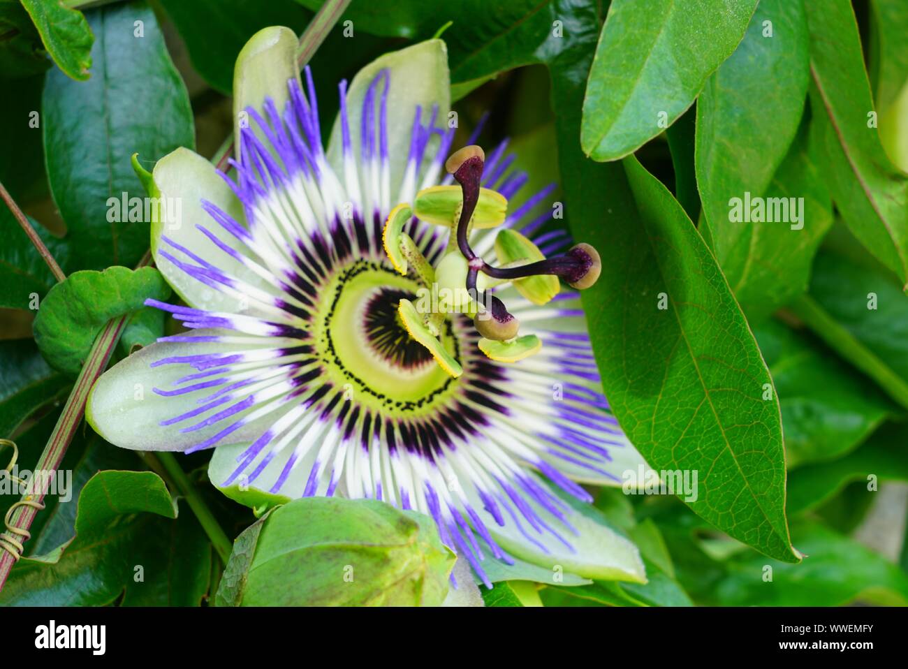 Purple and white flower of the passiflora caerulea vine Stock Photo - Alamy
