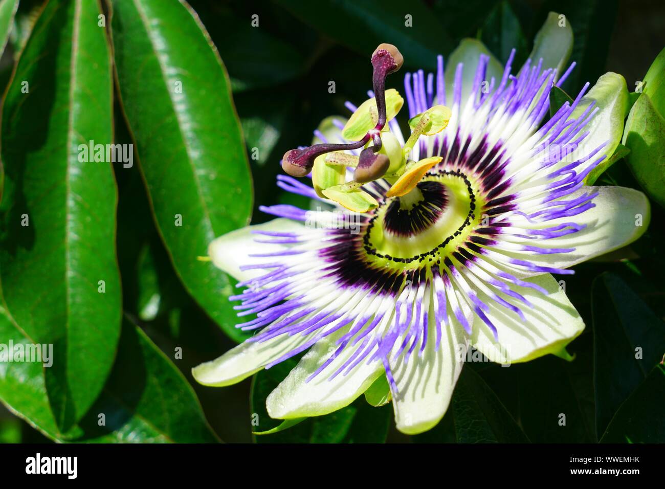 Purple and white flower of the passiflora caerulea vine Stock Photo - Alamy