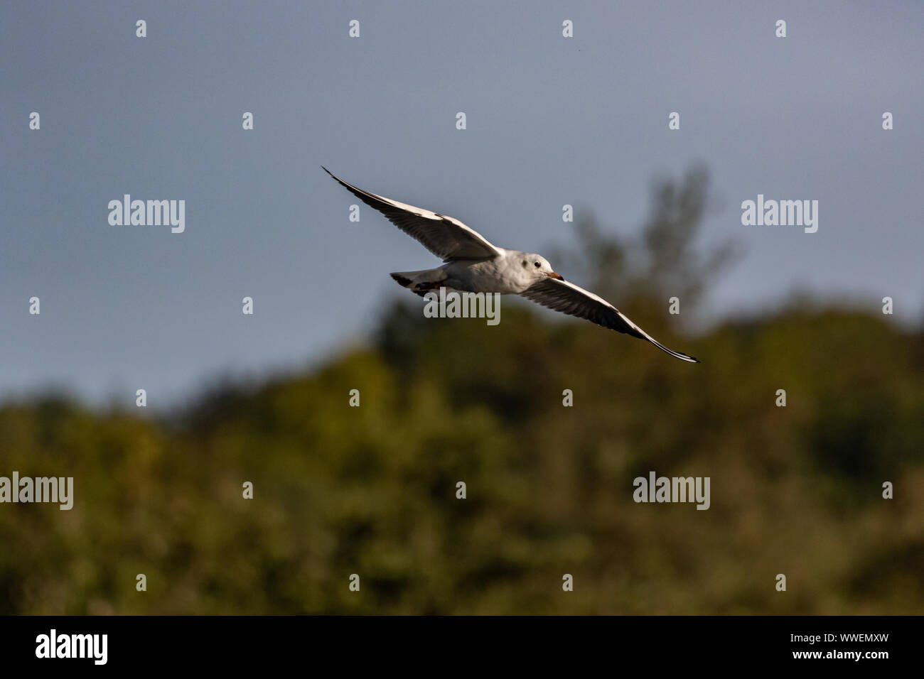 Black tipped beak hi-res stock photography and images - Alamy