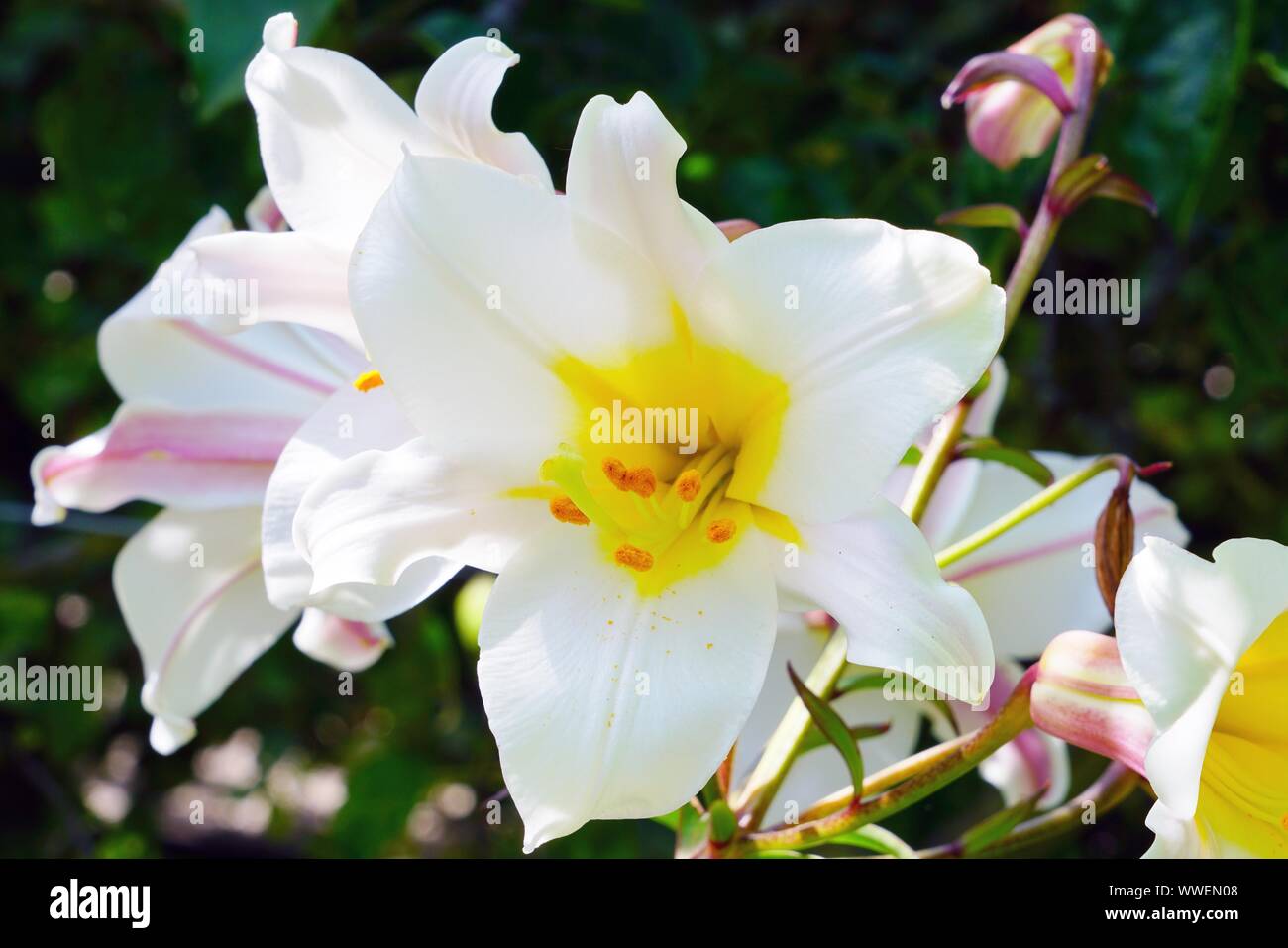 White trumpet flowers of Lilium Regale Royal Lily growing in the garden ...