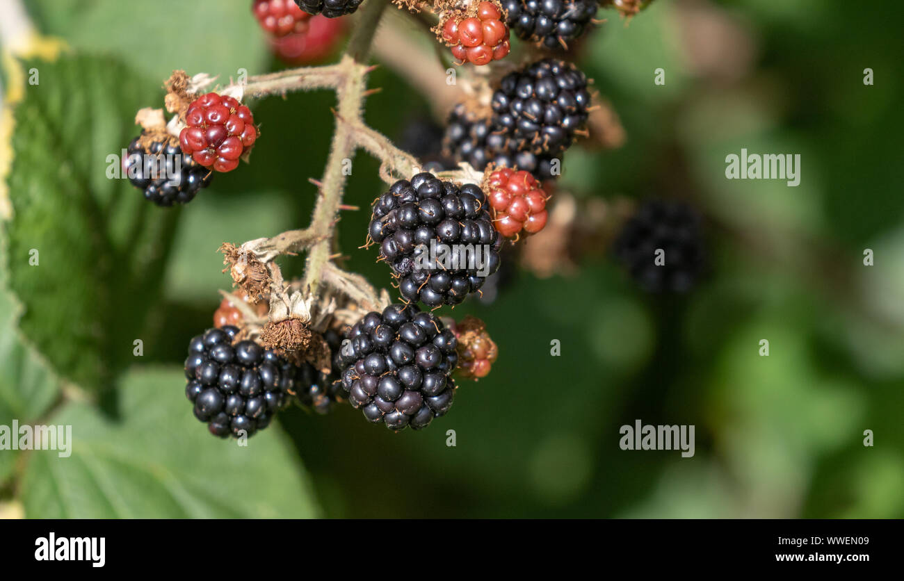 Hedgerow fruit hi-res stock photography and images - Alamy