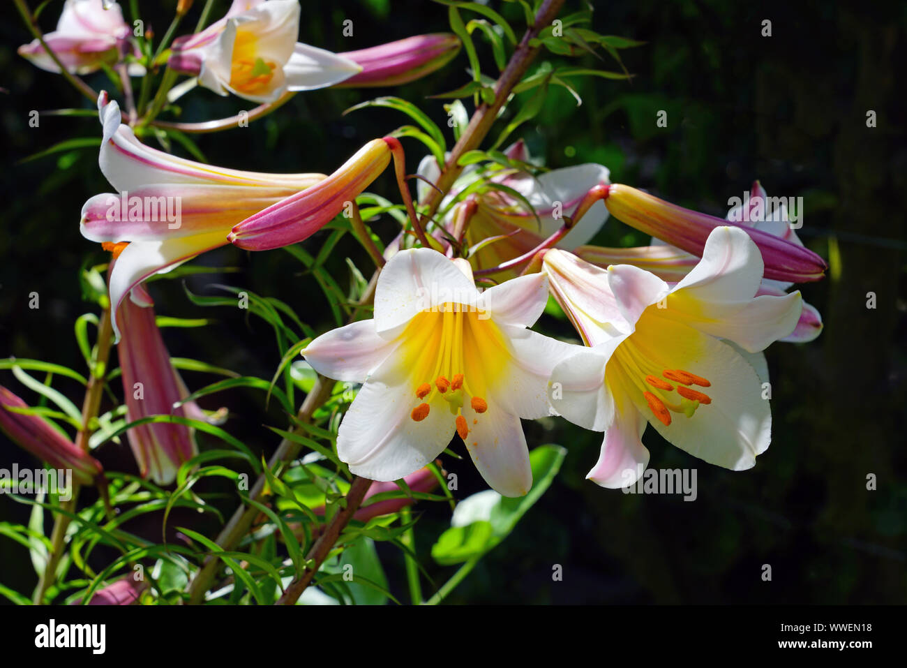White trumpet flowers of Lilium Regale Royal Lily growing in the garden ...