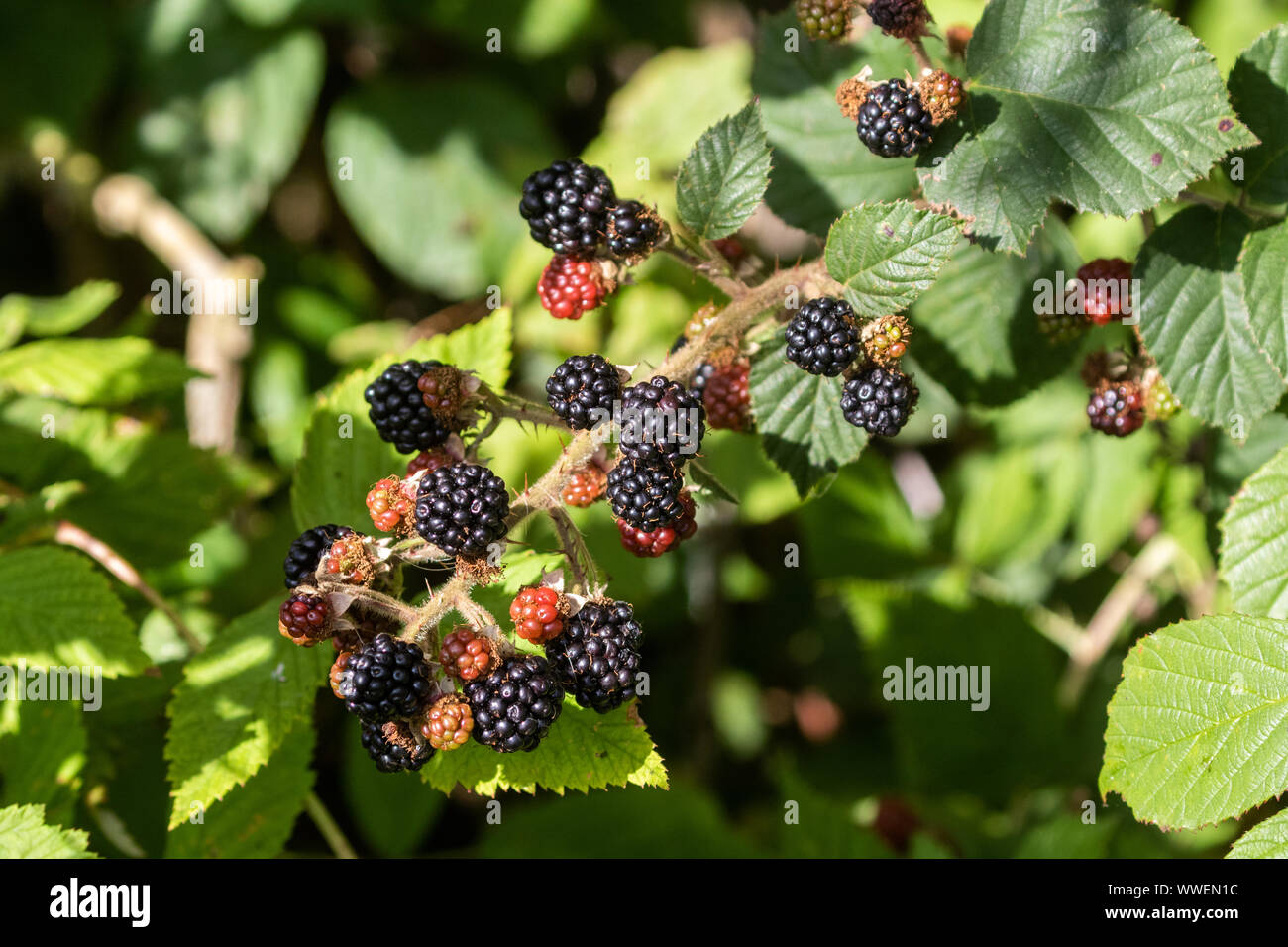 Hedgerow fruit hi-res stock photography and images - Alamy