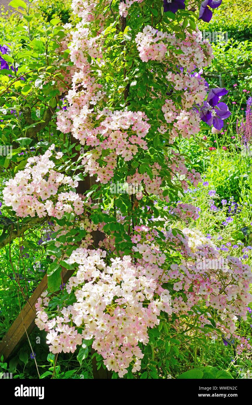 Pink ballerina musk rose flowers Stock Photo - Alamy