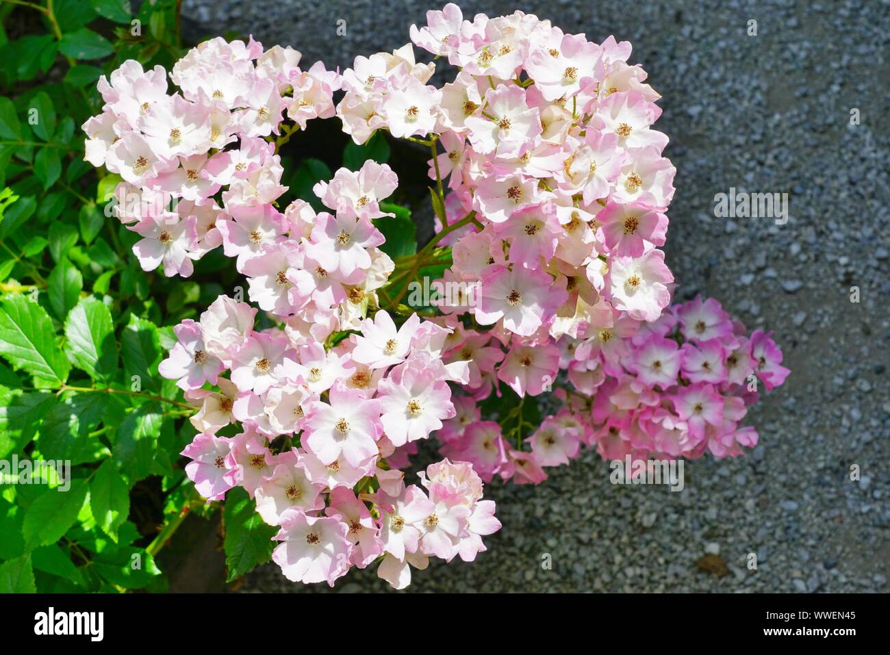 Pink ballerina musk rose flowers Stock Photo - Alamy