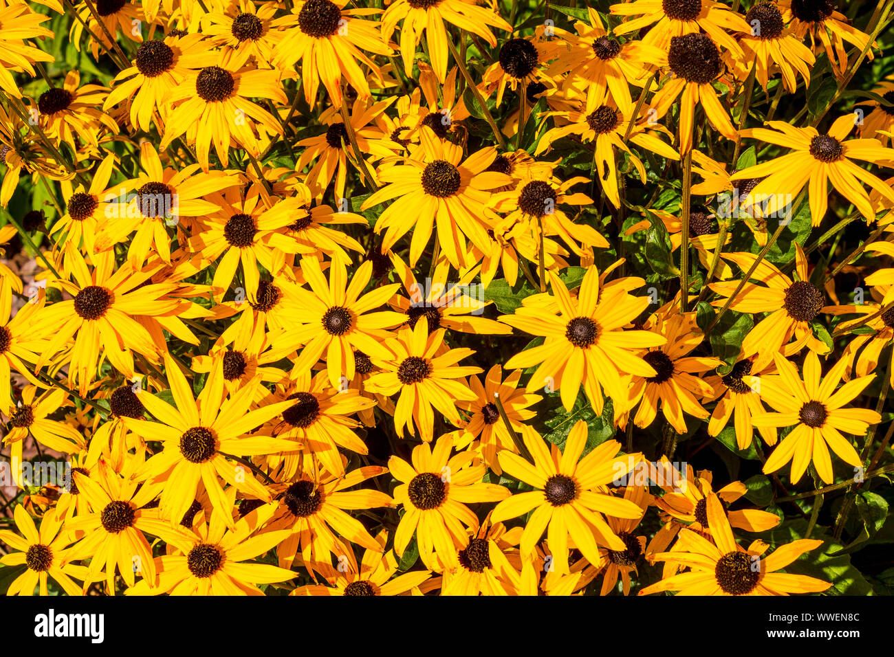 Black eyed Susan plant in full flower Stock Photo - Alamy
