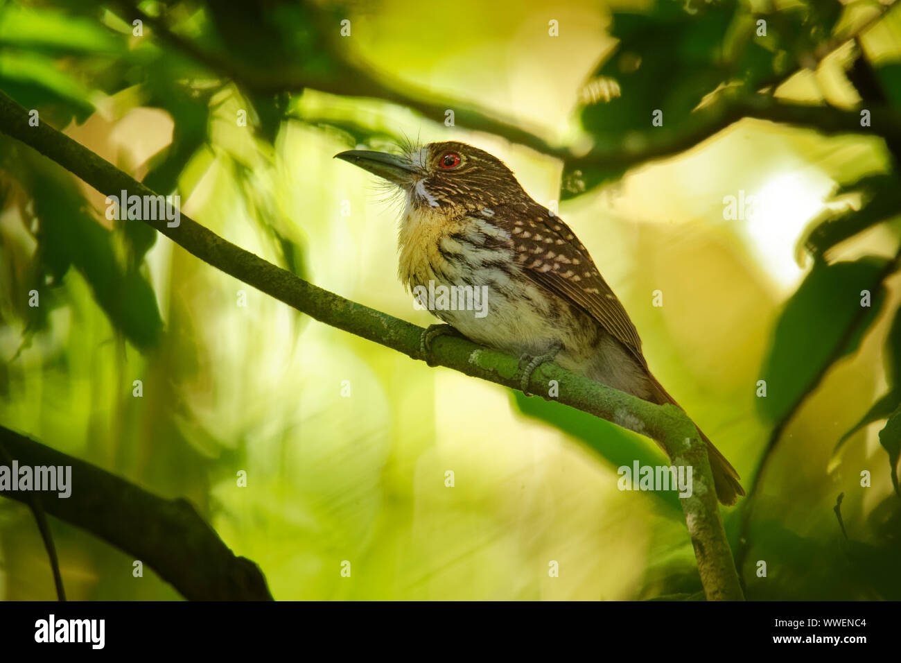 White whiskered puffbird malacoptila panamensis hi-res stock ...