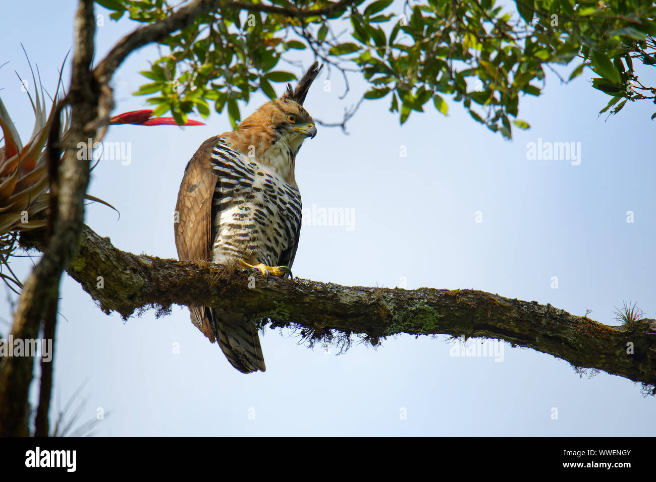 Ornate hawk-eagle - Spizaetus ornatus a bird of prey from the tropical ...