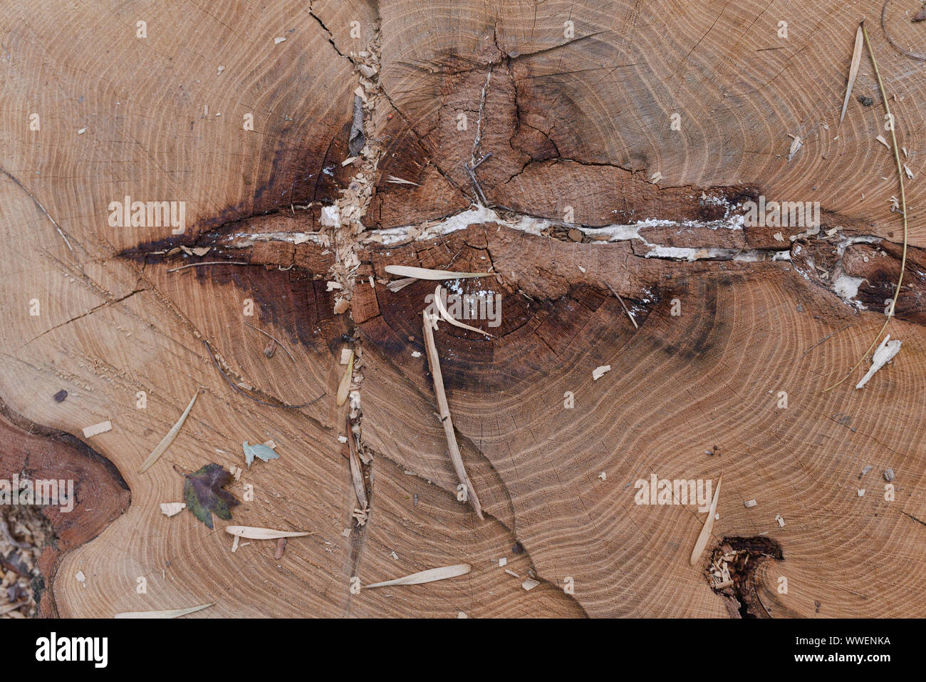 Termites running through tunnels and eating wood,wood with termites ...