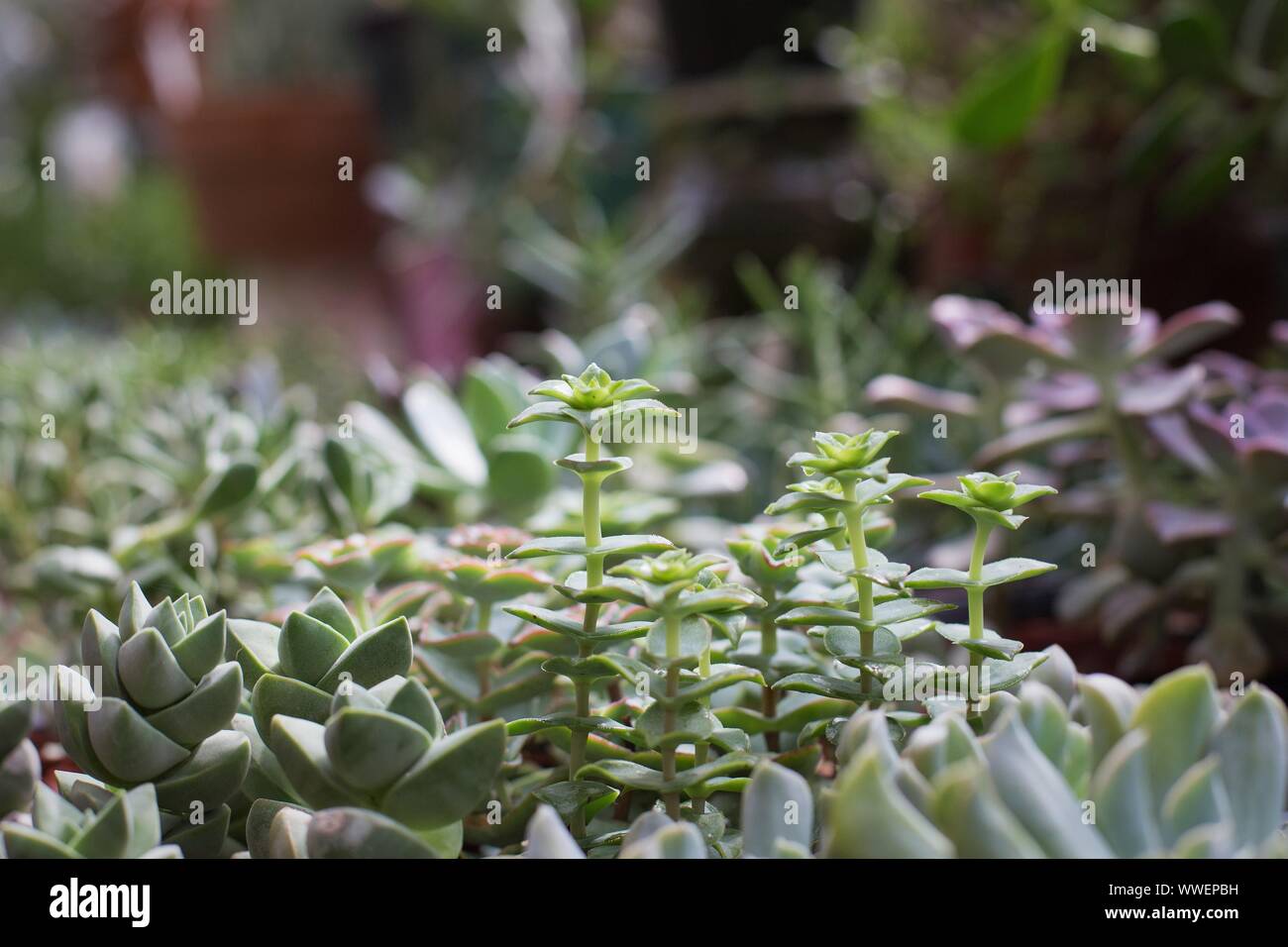 A cluster of small succulent houseplants Stock Photo - Alamy