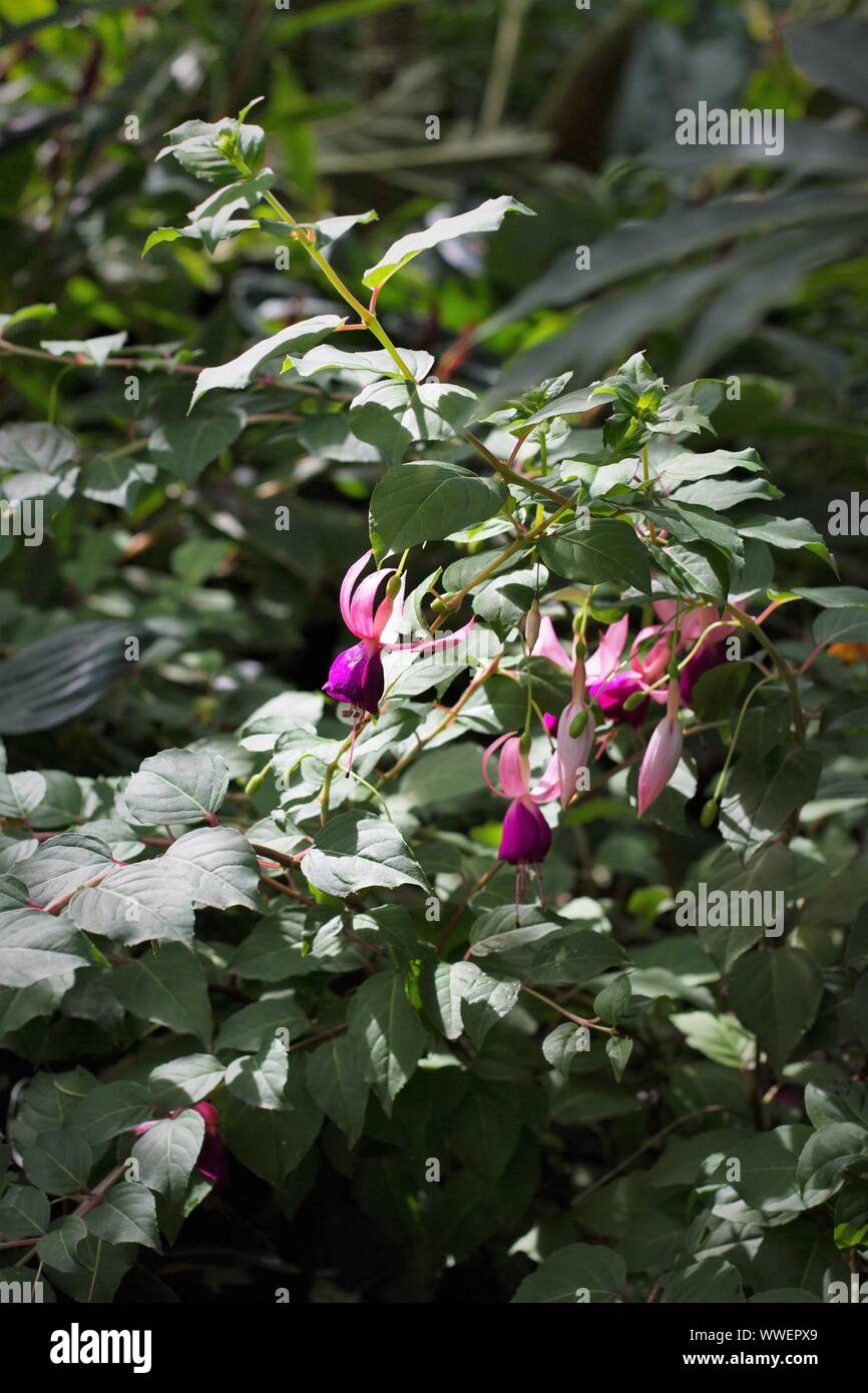 Fuchsia 'Deep Purple' Stock Photo - Alamy