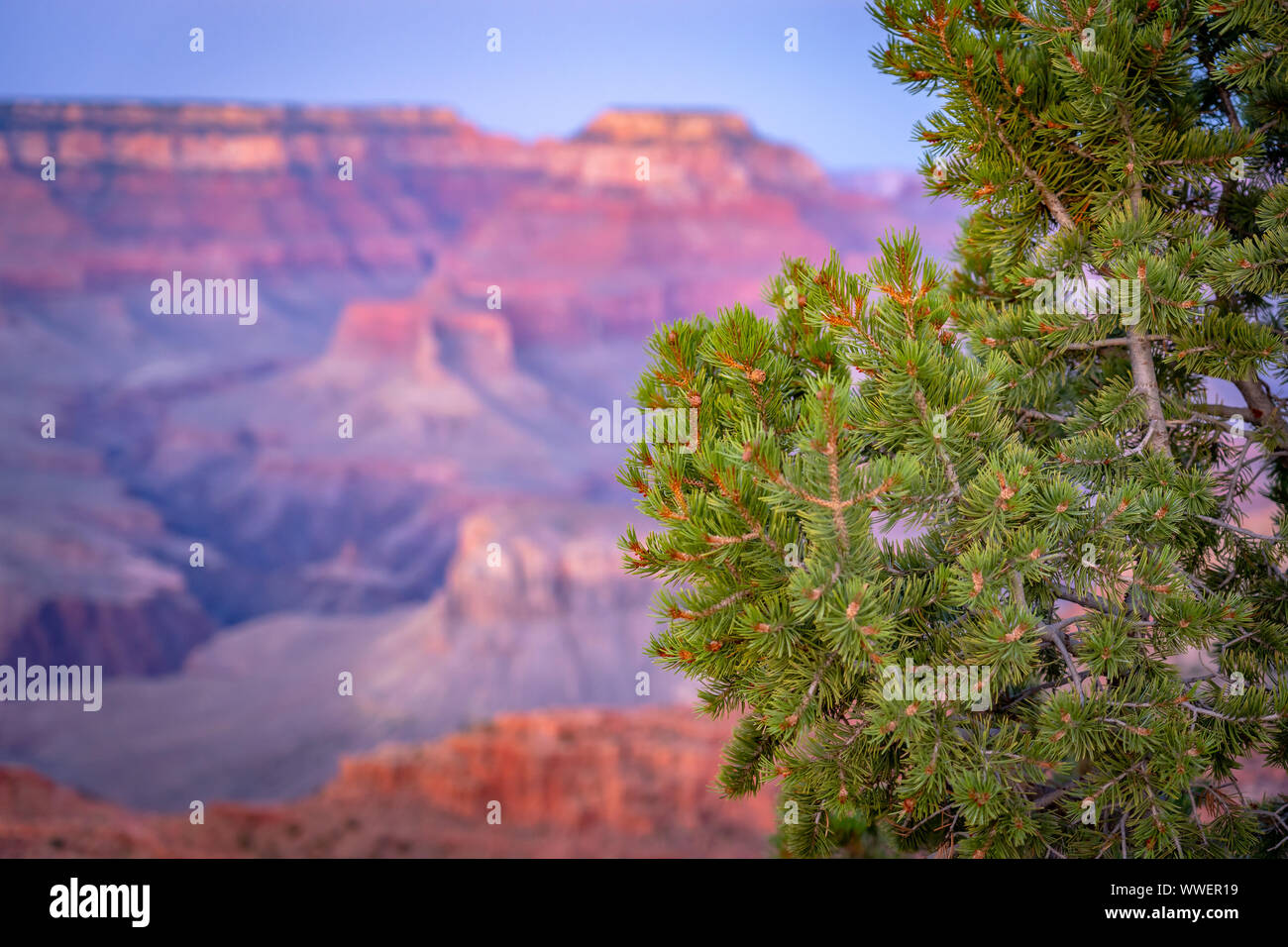 Pine tree in Grand Canyon National Park, Arizona, USA Stock Photo - Alamy