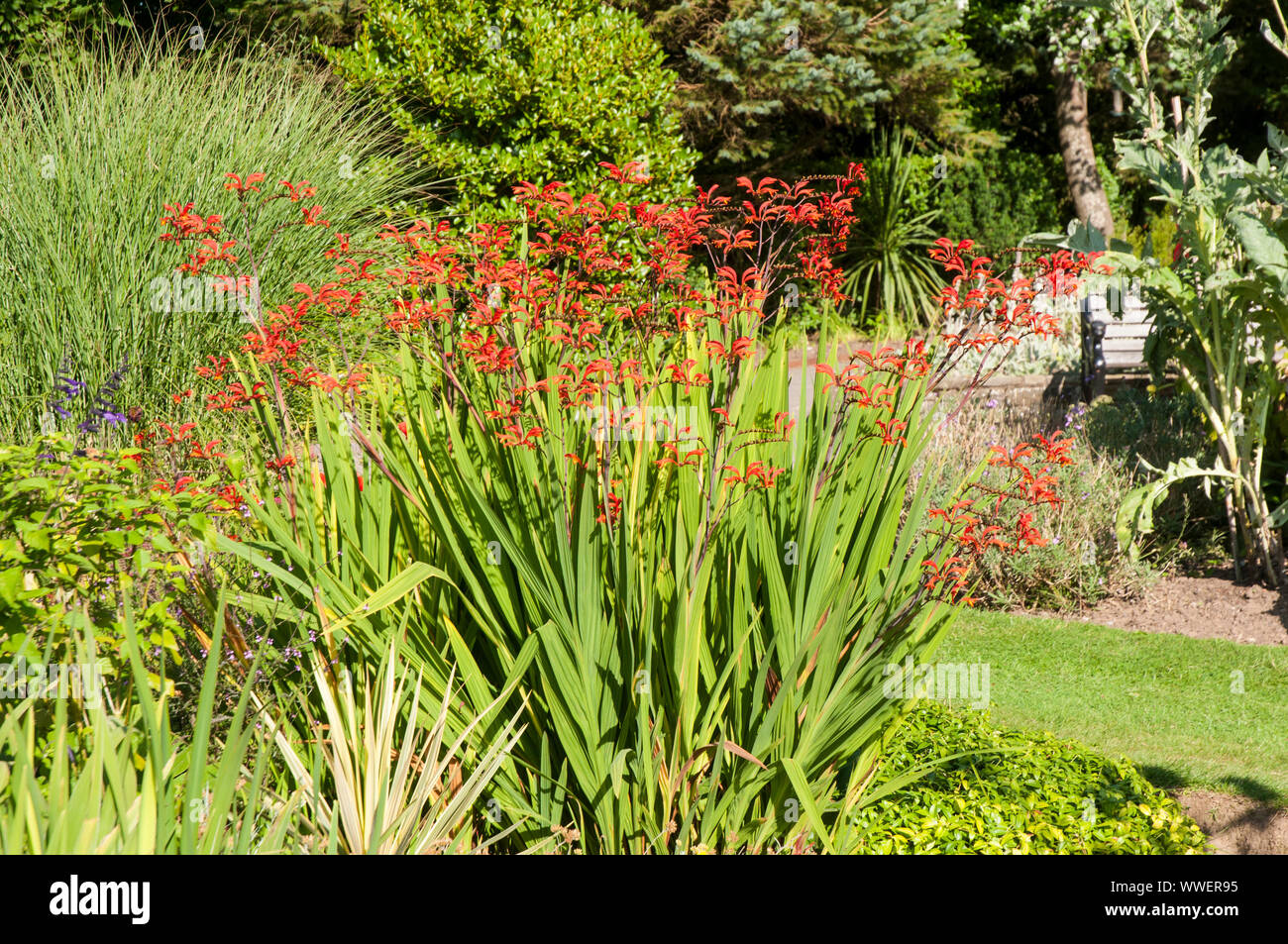Clump of flowers hi-res stock photography and images - Alamy