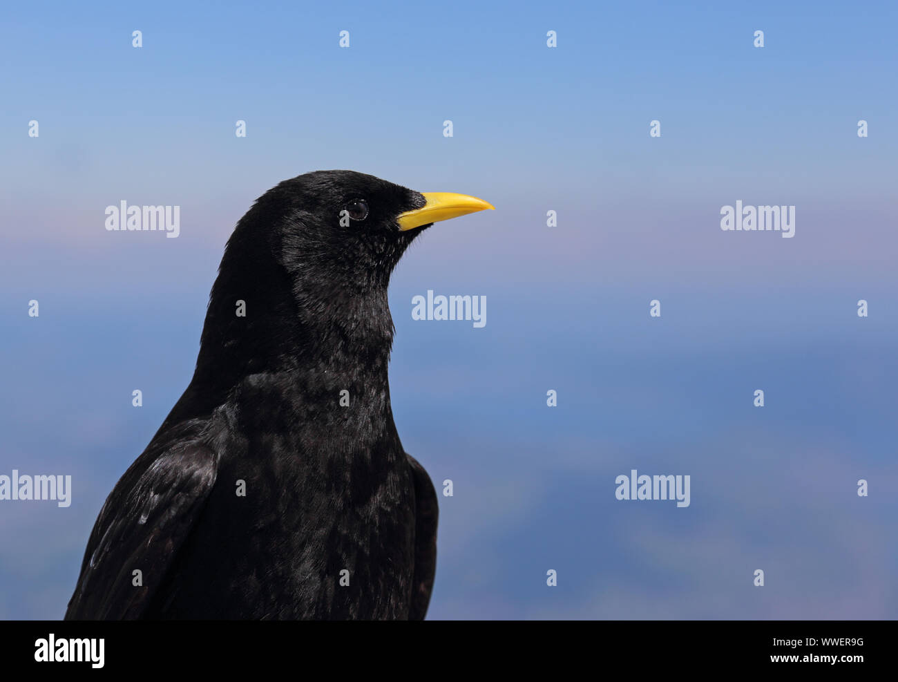 The face of an Alpine Chough (Pyrrhocorax graculus), shot on Mount ...