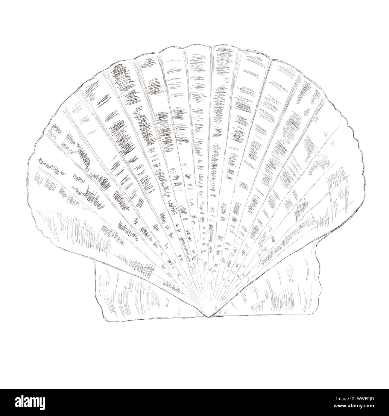 Scallop aquaculture Stock Vector Images - Alamy