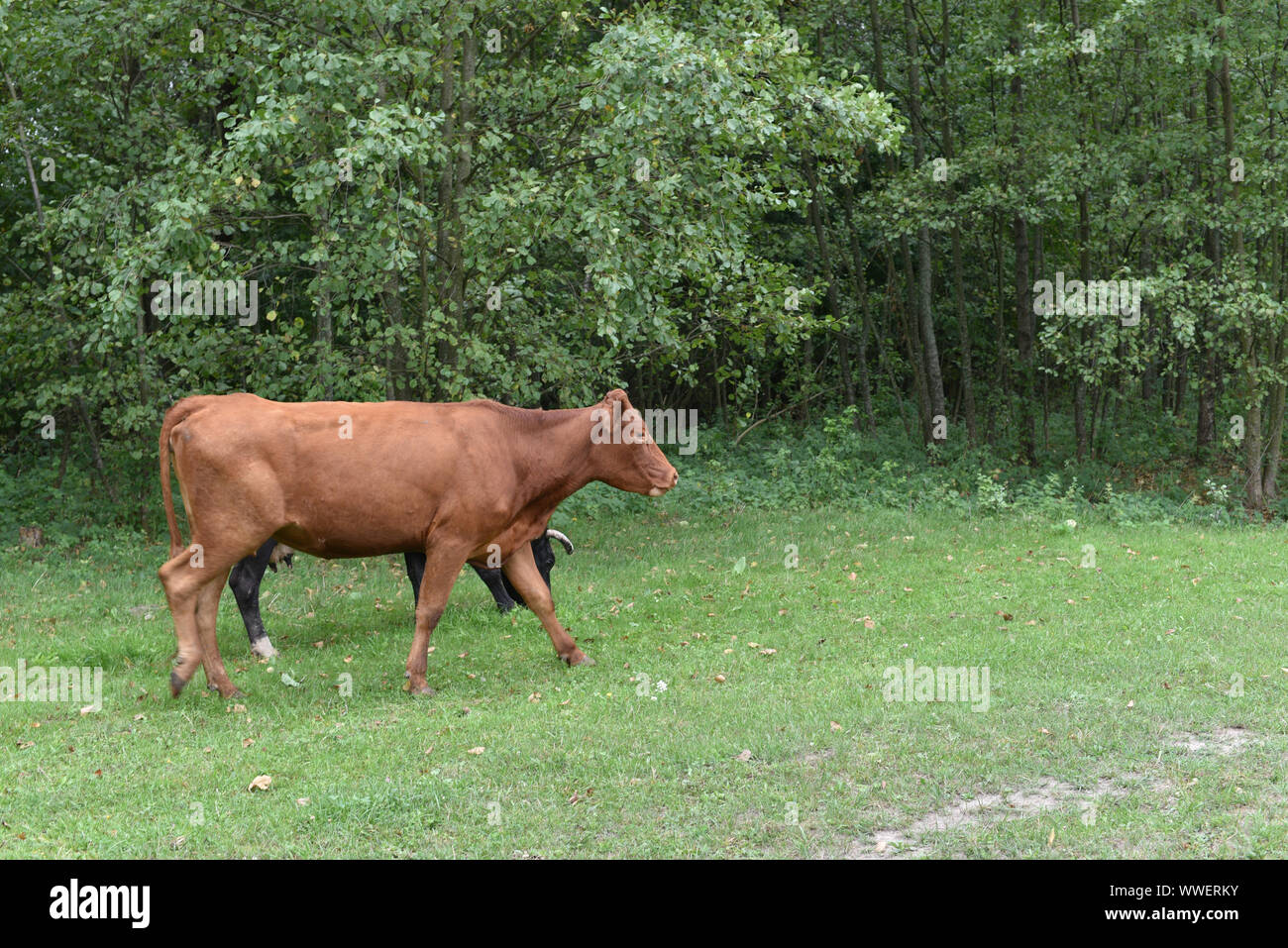 Cows Volyn meat, limousine, abordin.Rural composition. Cows grazing in ...
