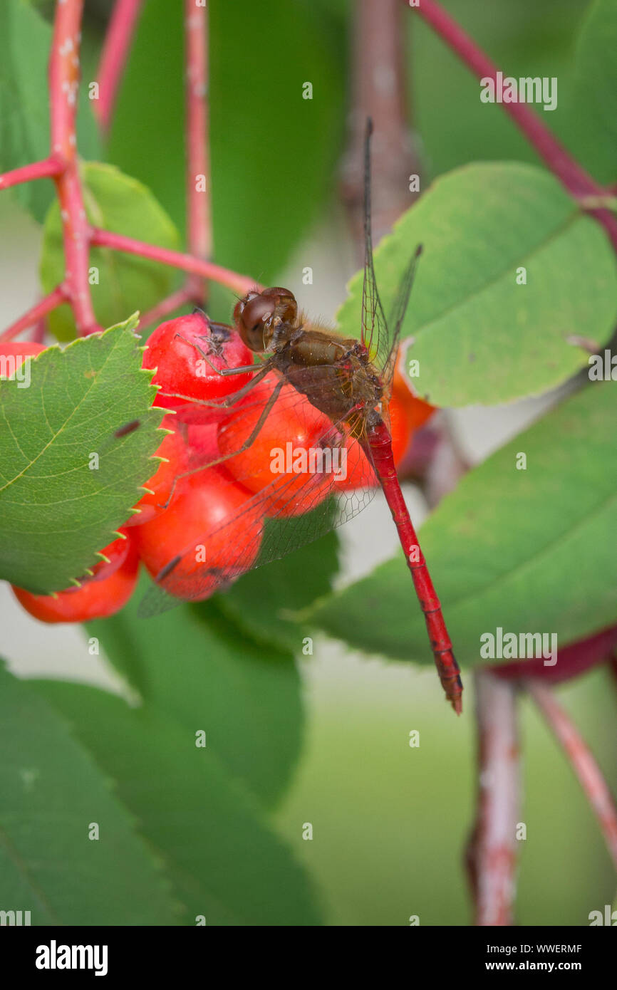 Libellulidae family hi-res stock photography and images - Alamy