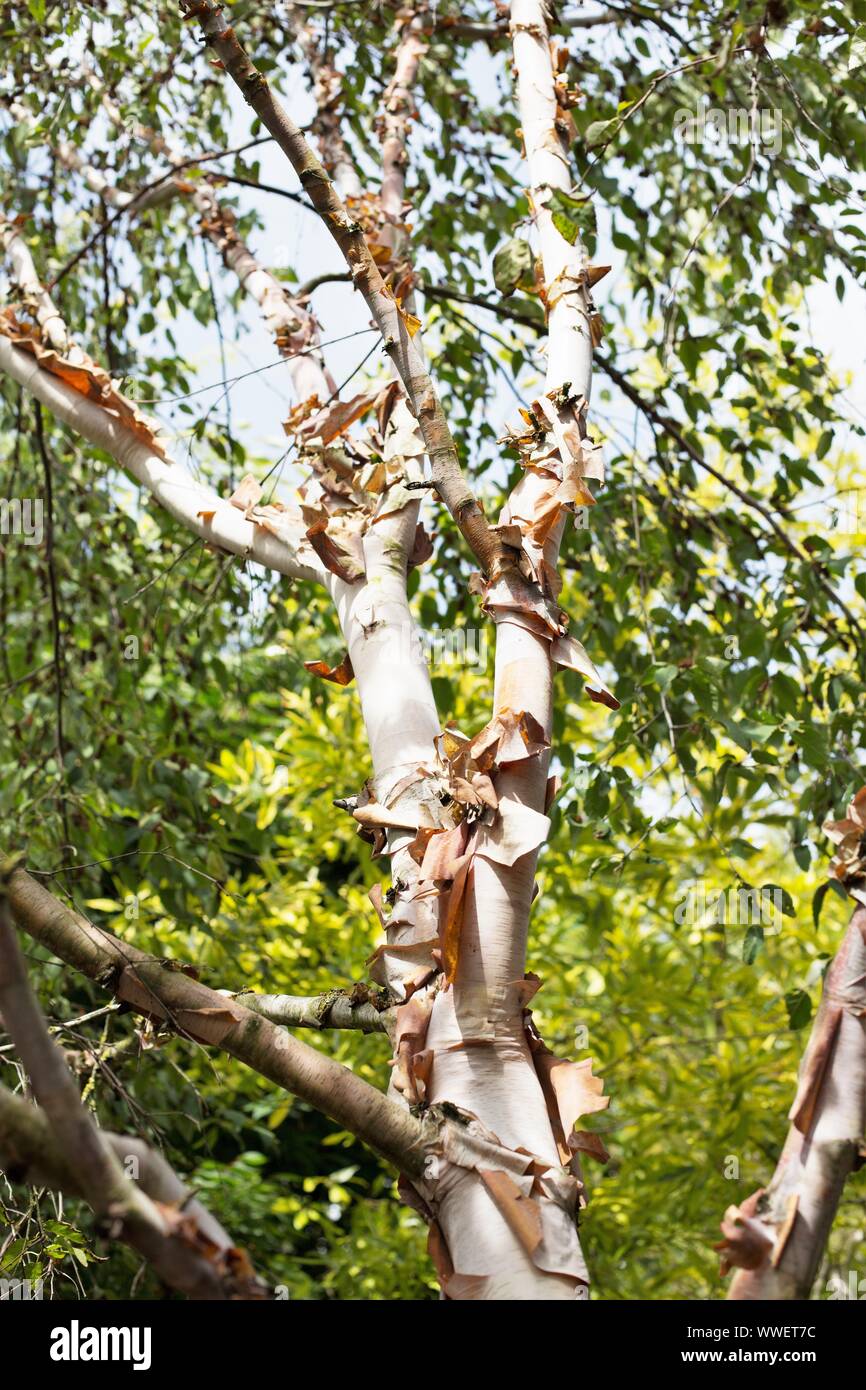 Chinese birch tree hi-res stock photography and images - Alamy