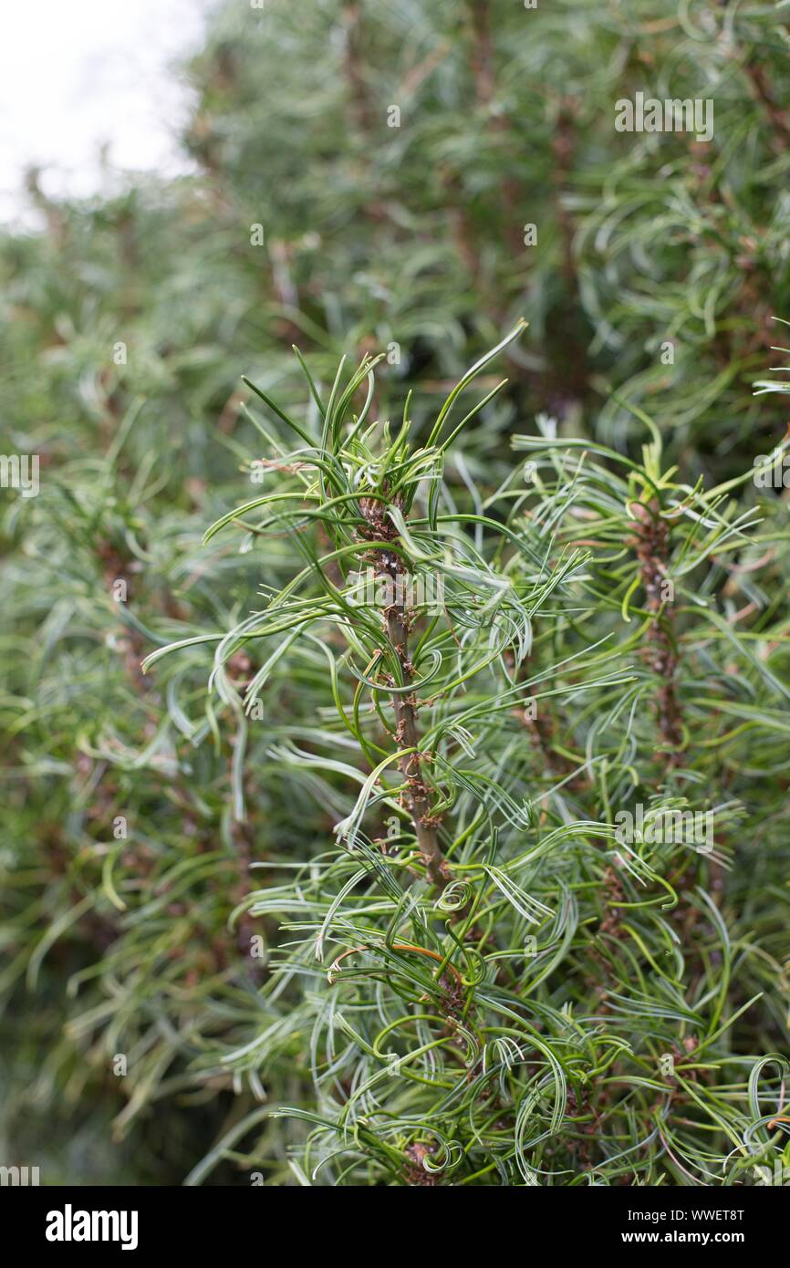 Pinus strobus 'Mini Twists' Stock Photo - Alamy